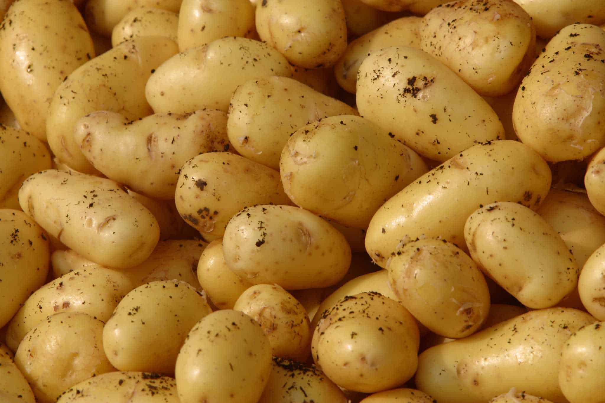 Do Potatoes Need Full Sun or Shade Sunlight to Grow? Sun Requirements ...