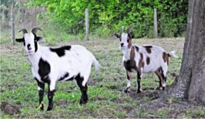 White Goat Breeds: 10 Most Popular & Beautiful Goats Type ...