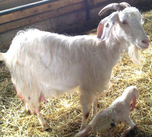 White Goat Breeds: 10 Most Popular & Beautiful Goats Type ...