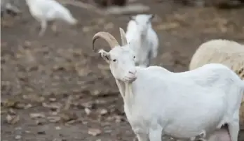 Beautiful White Goat