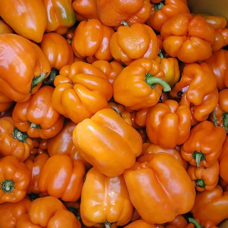 Different Types & Varieties of Bell Peppers (With Names and Pictures ...