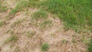 How To Use Wood Ash for Grass? Is Wood Ash Good for Your Lawn ...