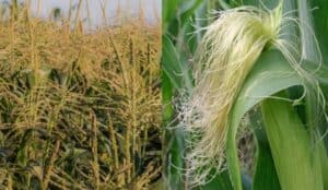 Bell Peppers Male and Female — What’s the Difference? - FarmingThing.com