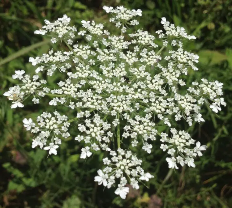 Do Carrots Have Flowers? (Carrots Blooms & What They Look Like ...