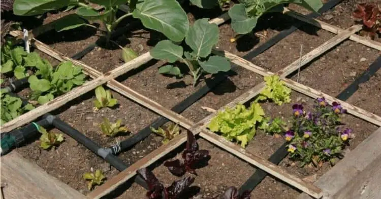 Soil Solarization for Gardens & Landscapes: Use Clear or Black Plastic ...