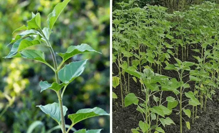 Sunflowers Plant Growth Stages Life Cycle: How Fast It Grows ...