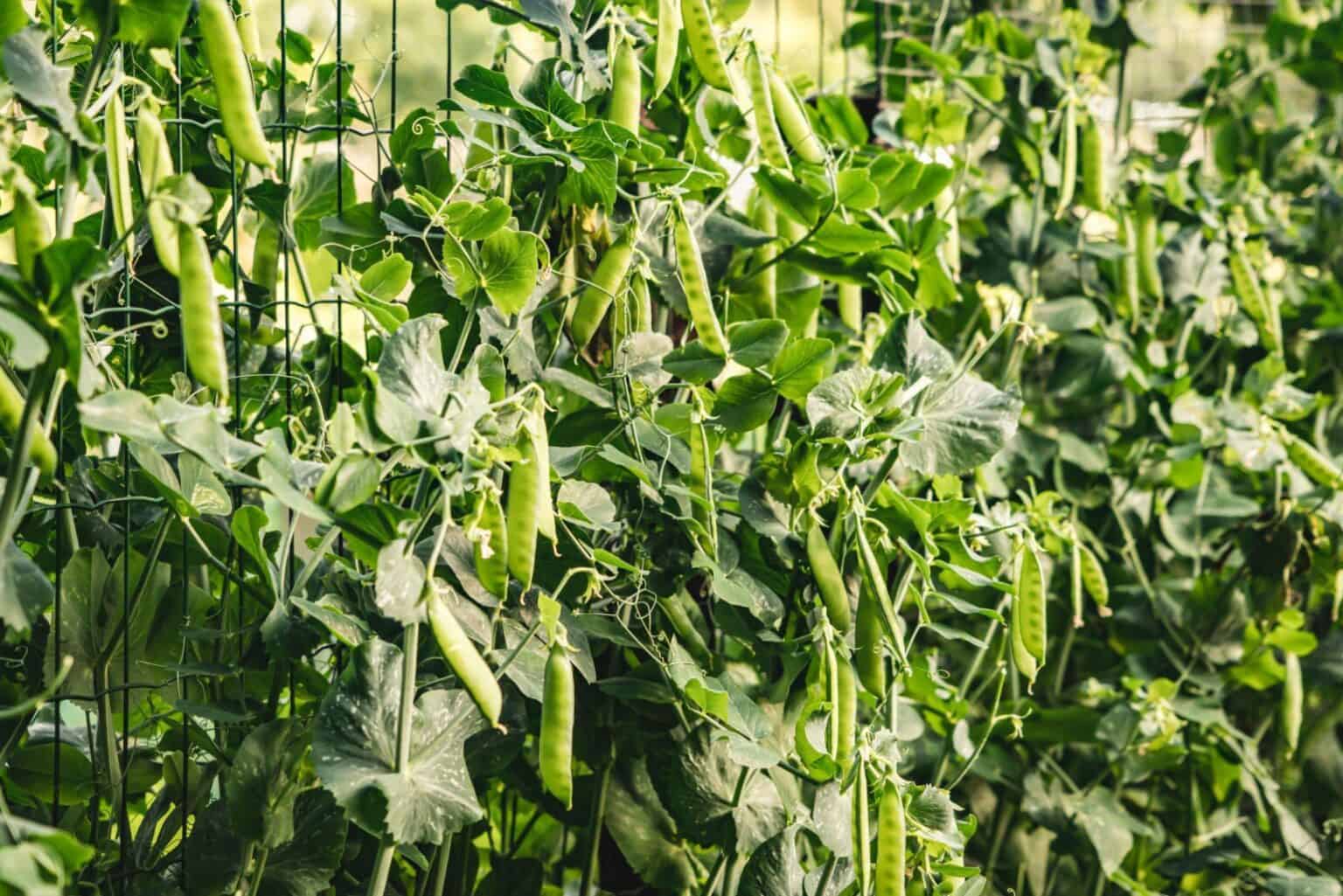 How Far Apart to Plant Green Beans? (Spacing in Pots & Raised Bed ...