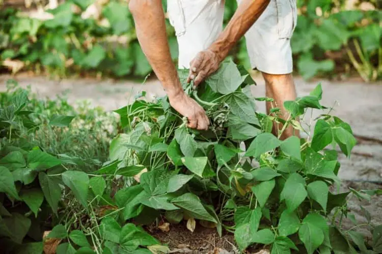 When To Pick Bush Beans? (When Bush Beans Are Ready To Be Harvested ...