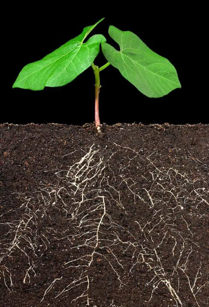 How Deep Do Green Beans Roots Grow? Can They Grow in Shallow Soil ...
