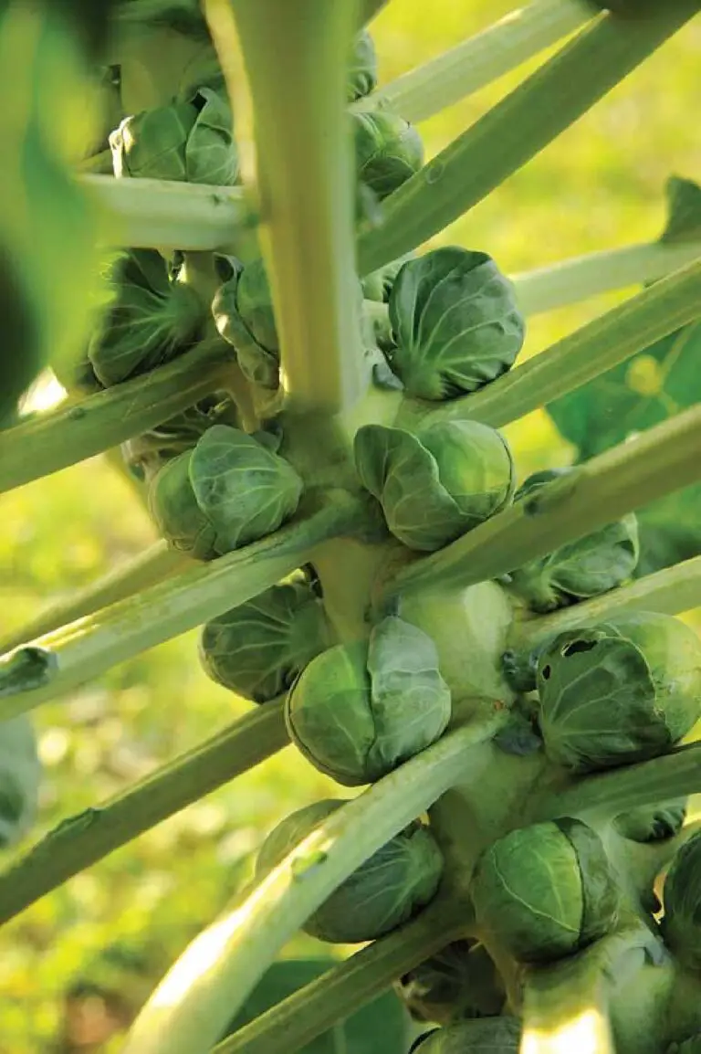 Brussel Srouts Growing Stages (with Pictures): Plant Life Cycle ...