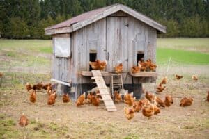 Letting Chickens Free Range for the First Time: Transition from Coop to ...