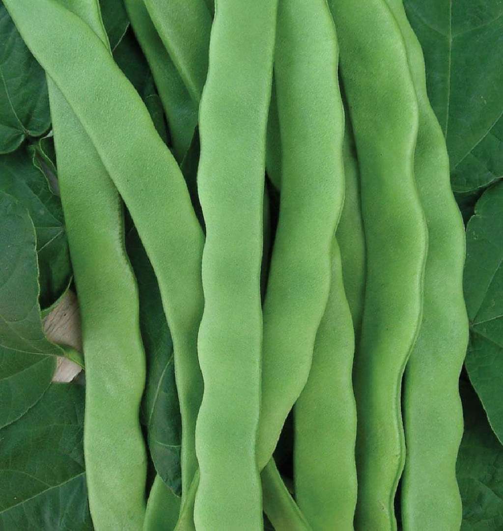 Different Types & Varieties of Green Beans (With Names and Pictures ...