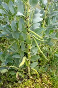 Different Types & Varieties of Green Beans (With Names and Pictures ...