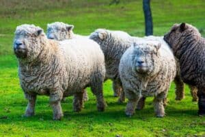12 Small Sheep Breeds for Farming and Pets: Miniature Sheep Breeds ...