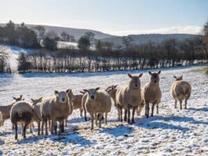 12 Small Sheep Breeds for Farming and Pets: Miniature Sheep Breeds ...