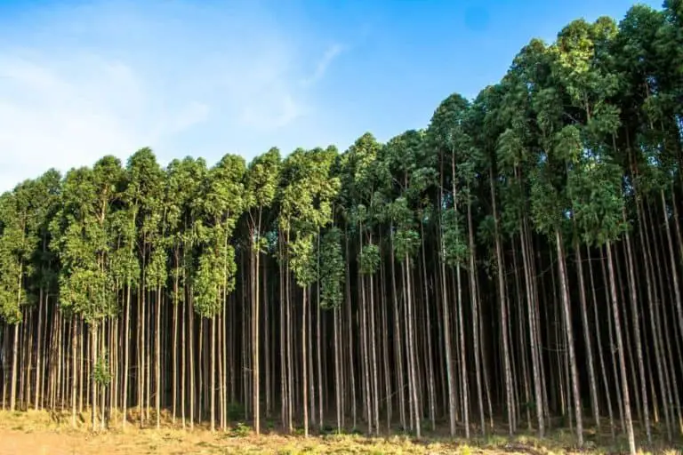 Top 10 Fast-Growing Trees for Lumber and Timber: Sustainable Production ...