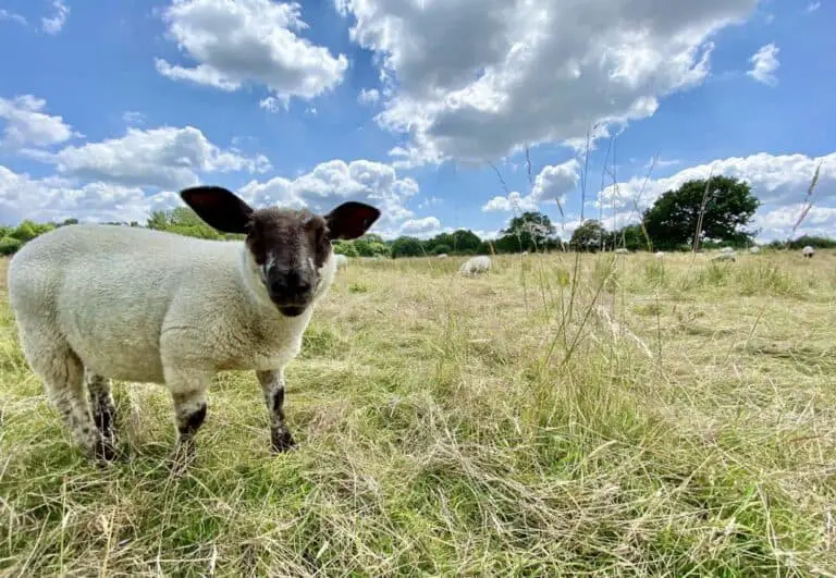 12 Small Sheep Breeds for Farming and Pets: Miniature Sheep Breeds ...