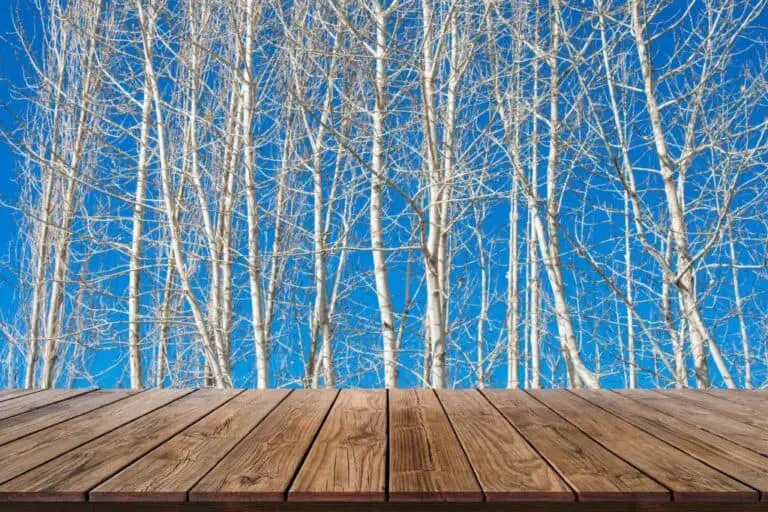 Top 10 Fast-Growing Trees for Lumber and Timber: Sustainable Production ...