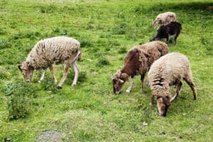 12 Small Sheep Breeds for Farming and Pets: Miniature Sheep Breeds - FarmingThing.com