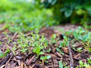 Disadvantages of Mulching: What Problems Are Caused by Mulching ...