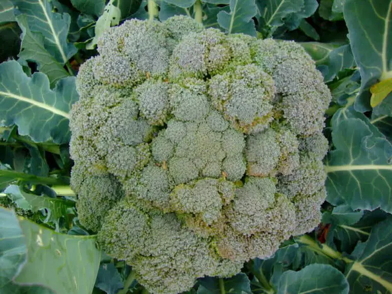 Different Types & Varieties of Broccoli (With Names and Pictures ...