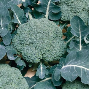 Broccoli Growing Stages (with Pictures): Plant Life Cycle & Timeline ...