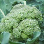Broccoli Growing Stages (with Pictures): Plant Life Cycle & Timeline ...
