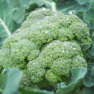 Different Types & Varieties of Broccoli (With Names and Pictures ...