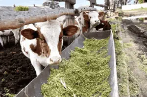 The Benefits of Feeding Corn Silage to Beef Cows: Growth & Performance ...