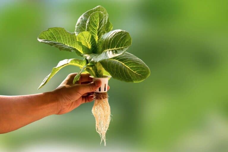 10 Alternatives to Traditional and Modern Farming: Sustainable ...