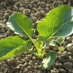 Broccoli Growing Stages (with Pictures): Plant Life Cycle & Timeline ...