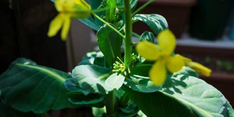 Do Brussel Sprouts Have Flowers and Blooms? What They Look Like ...