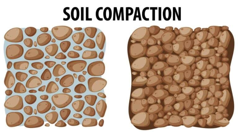 Does Topsoil Need to Be Compacted before Seeding - FarmingThing.com