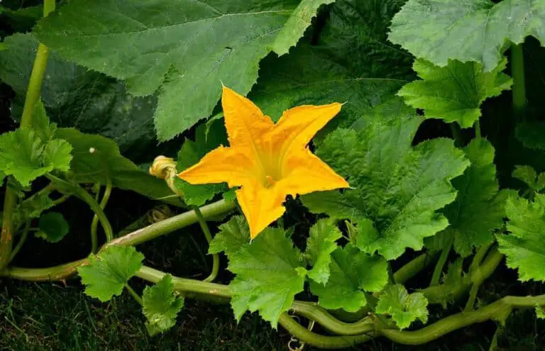 Are Pumpkins Self Pollinating? How to Hand-Pollinate Pumpkin Plant ...