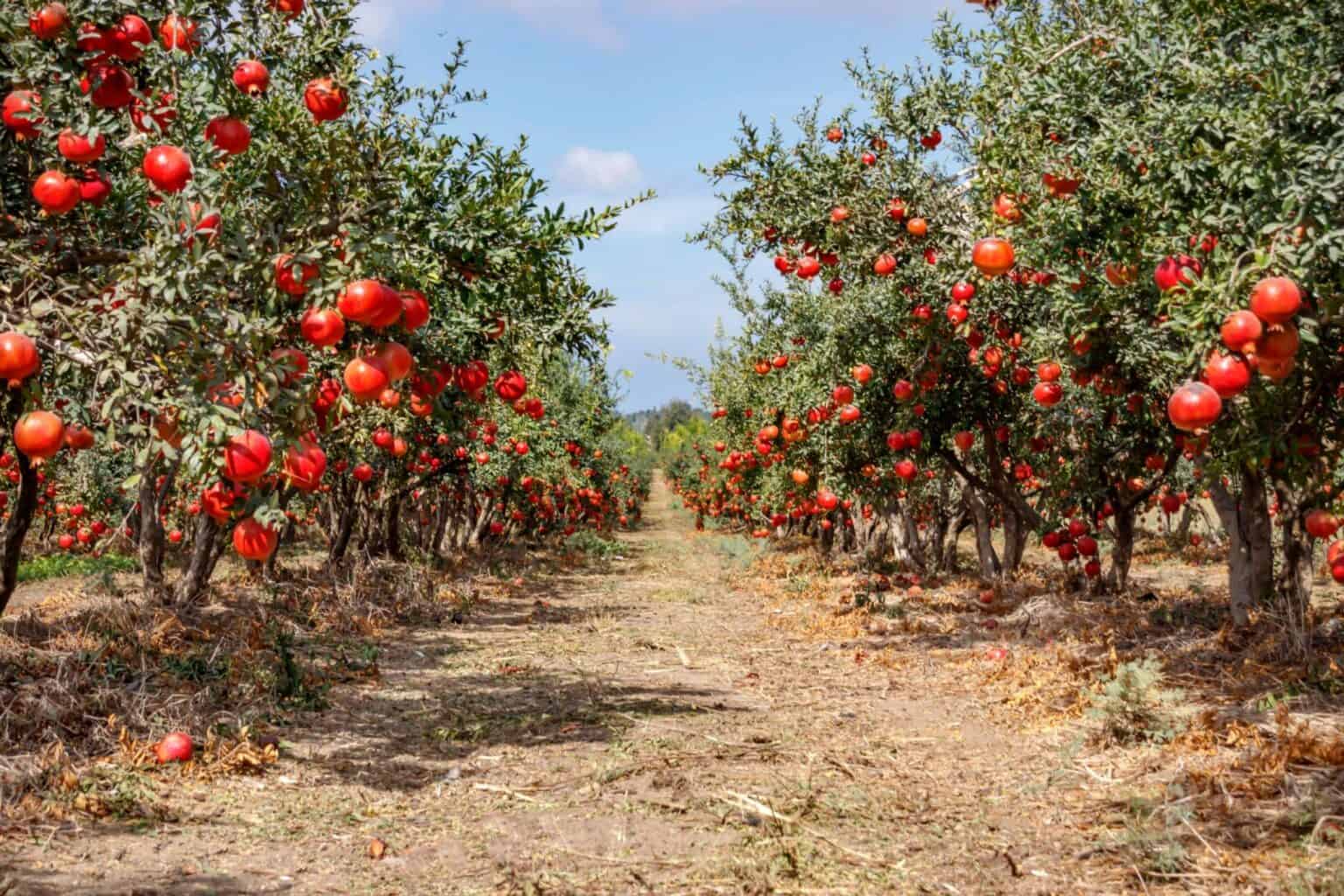 Are Pomegranates Self Pollinating? How to Hand-Pollinate Pomegranates ...