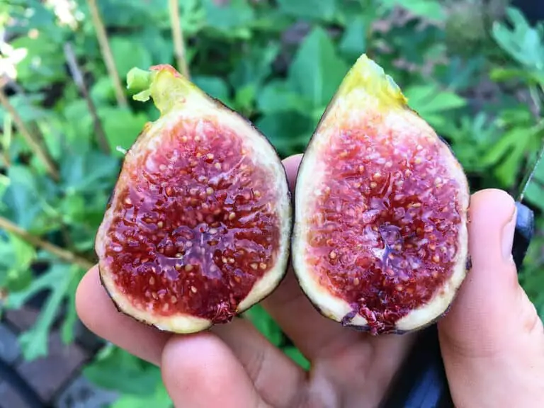 Are Chicago Hardy Figs Self Pollinating? How to Hand-Pollinate ...