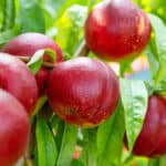 Why Your Nectarine Is Red Inside: Insights and Explanations ...