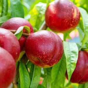 Why Your Nectarine Is Red Inside: Insights and Explanations ...