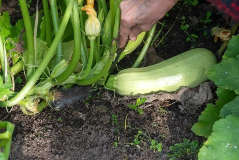Zesty Zucchini Size Guide: Tips for Harvesting at the Right Time ...