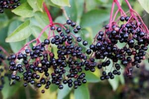 Are Elderberries Self Pollinating? How to Hand-Pollinate Elderberries Plant - FarmingThing.com