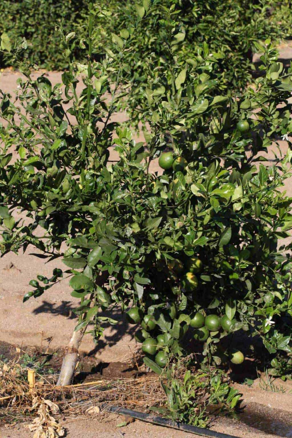 Dwarf and Semi-Dwarf Lemon Trees: 5 Most Popular Types - FarmingThing.com