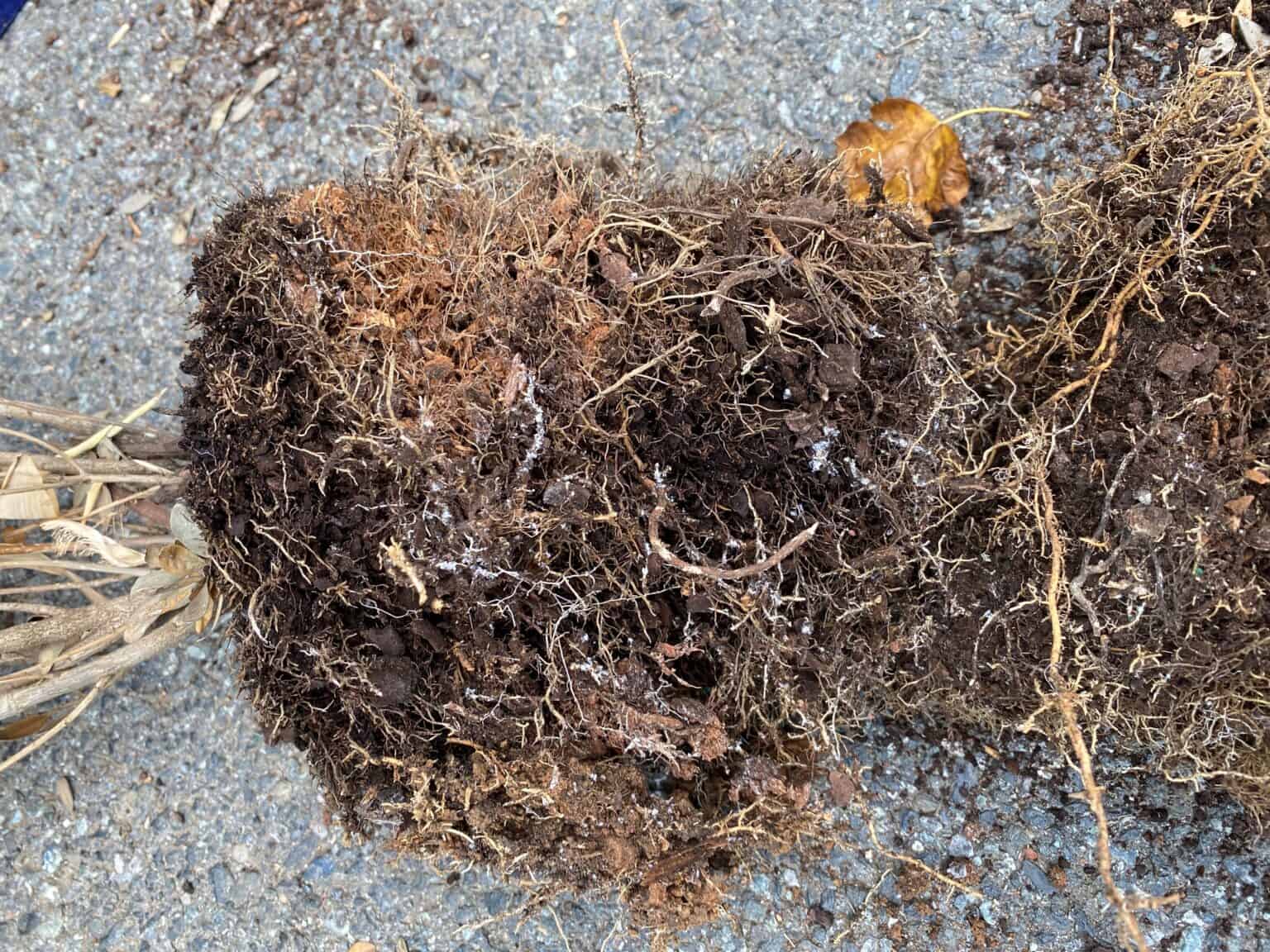 How to Fix Root Rot and Grow Better Plants [Step-by-Step Guide ...