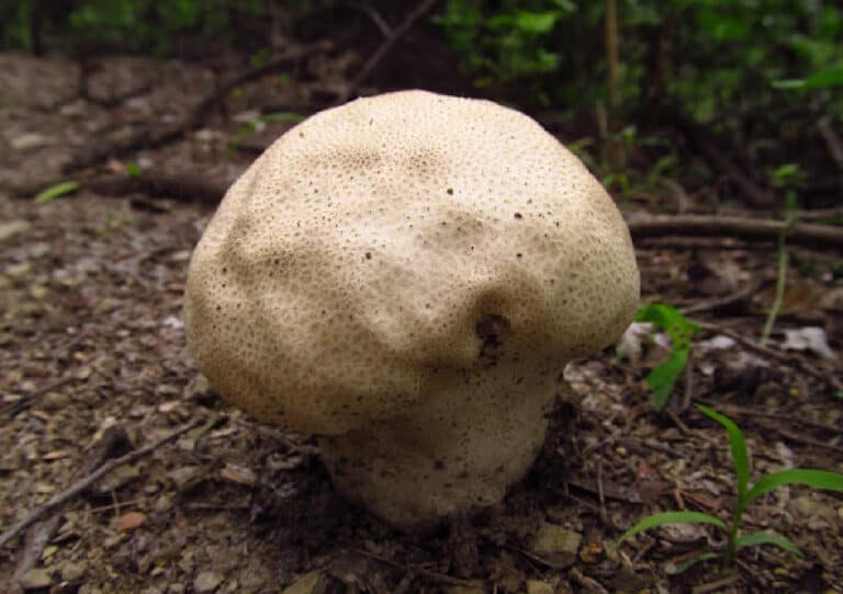 7 Different Types of Puffball Mushrooms (With Pictures) - FarmingThing.com