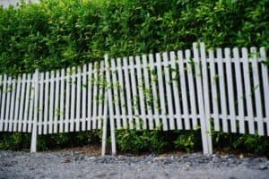 10 Trees and Shrubs to Plant Along the Fence Line (Yard Natural Fence ...