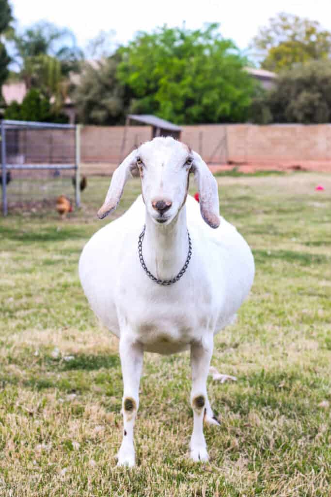 At What Age Can Female Goats Get Pregnant? - FarmingThing.com