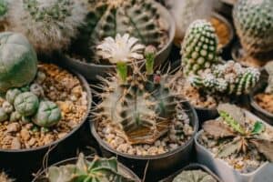How Old Is a Cactus Before It Grows Arms? The Surprising Timeline ...