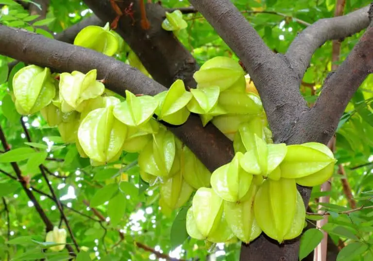 The Ultimate Guide to Fertilizing Your Star Fruit Tree - FarmingThing.com