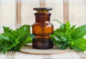 How to Make Peppermint Oil Bug Repellent Spray for Your Garden ...