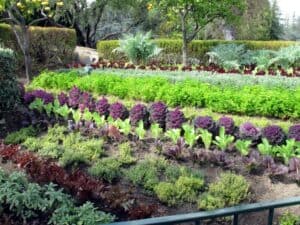 Edible Landscaping vs. Foodscaping: What's the Difference ...