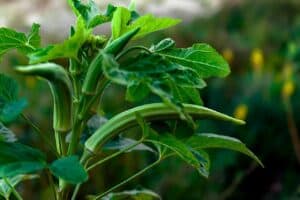What Type Of Vegetable Is An Okra? Is It a Root Vegetable ...